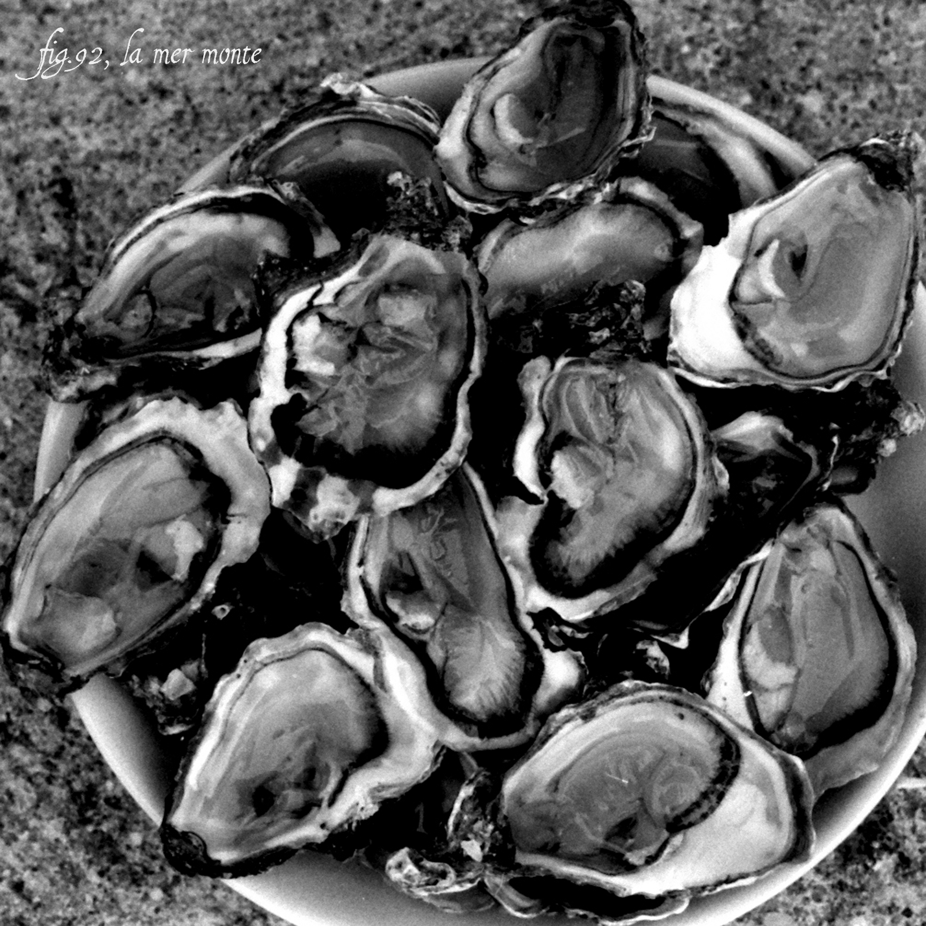 Anatomie des huîtres – Jeff Champo